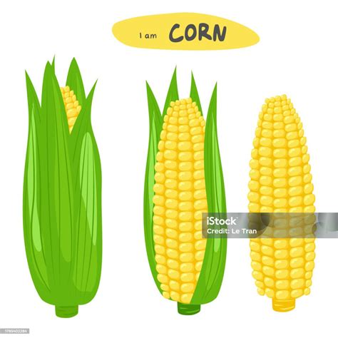 Corn Vector向量圖形及更多低碳水化合物飲食法圖片 低碳水化合物飲食法 健康飲食 卡通 Istock