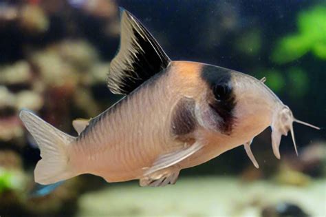 Blushing Adolfoi Corydora Corydoras C121 Aquarists Across Canada