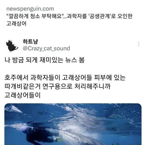 Vonvon Me 과학자를 청소부로 오해하고 있다는 고래상어 더 보기 댓글👇