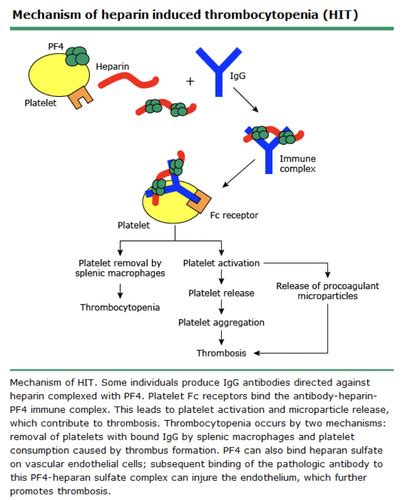 Session 8b Dr Barkers Sessions Itp Dic Hit Flashcards Quizlet