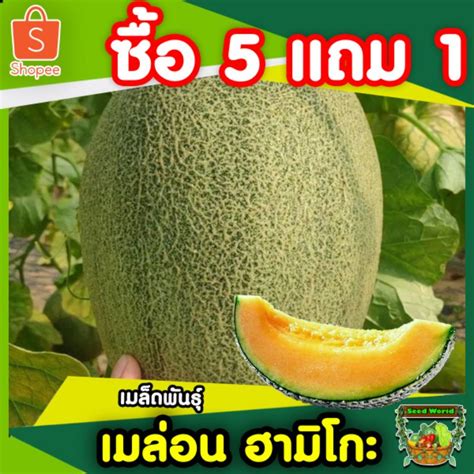 5 แถม 1 เมล็ดพันธุ์เมล่อน ฮามิโกะ 20 เมล็ด ให้ความหวานสูง มีผลเปลือกสี