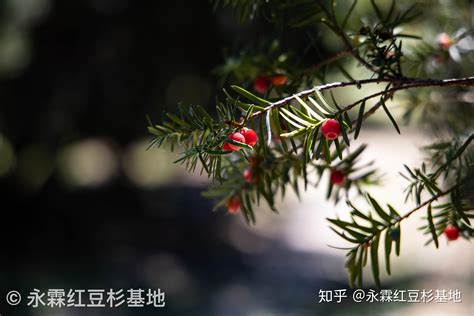 美国曼地亚红豆杉美图 （持续更新） 知乎