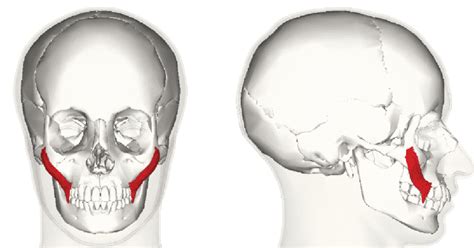 Localização Do Zigomático Maior Bodyparts3d Via