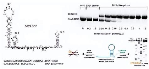 不一样的逆转录 热启动与耐高温 不一样的逆转录 ————热启动与耐高温研究表明双链核酸的结构稳定性依次为rnarna Rnadnad 雪球