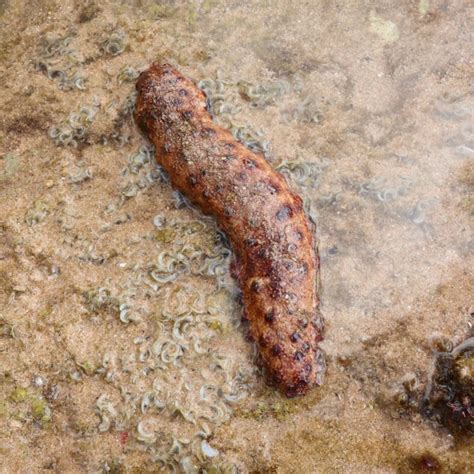 Ufugaji Wa Jongoo Bahari Tanzania