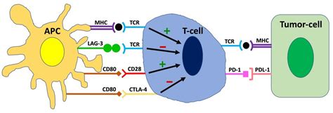 Immune Checkpoint Inhibitor Associated Myocarditis And Cardiomyopathy A Translational Review