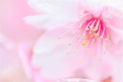 綺麗な花には