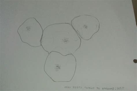 Biology Drawing Of Human Cheek Cells And Plant Cells Biology Drawing Of Human Cheek Cells And Plant Cells