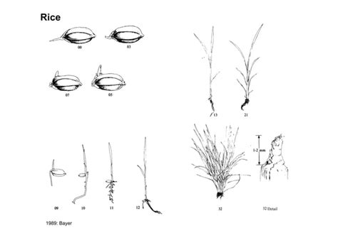 Bbch Pdf Agriculture Industries
