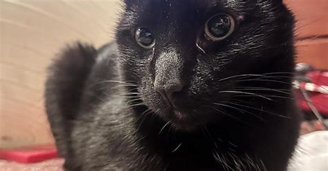 Im A Cleaner With Cat Who Also Gets To Meet Lots Of Others Cats And These Are Some Examples Of