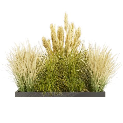 Artstation Collection Plant Vol 492 Grass Switchgrass Northwind