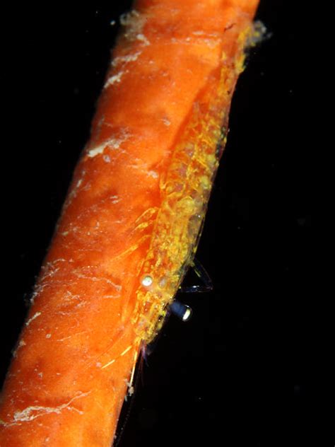 ミネミズエビ Izuzuki海の生き物大図鑑 笑