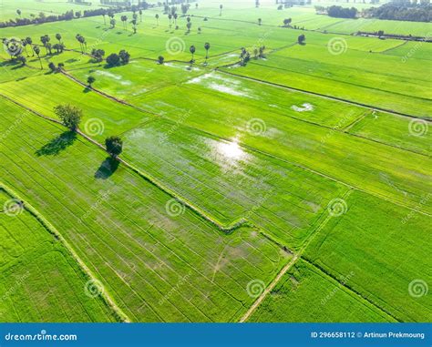 Aerial View Of Green Rice Field With Trees In Thailand Above View Of