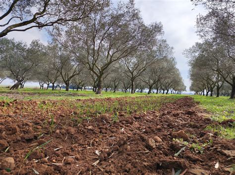 Rooted In Sustainability Agroforestry And Sustainable Agriculture In