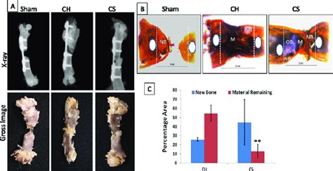 Evaluation Of Bone Regeneration Potential Of Ch And Cs Scaffolds In Download Scientific Diagram