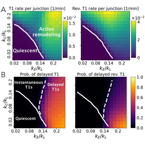 Tension Remodeling Promotes Asymmetric Length Distribution A Download Scientific Diagram