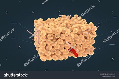 White Adipose Tissue One Two Types Stock Illustration Shutterstock