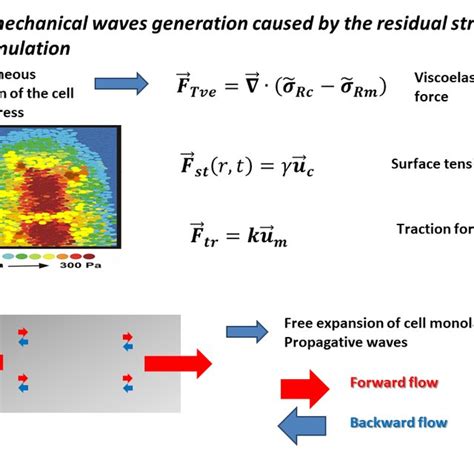 The Schematic Presentation Of The Forward And Backward Flows Generated