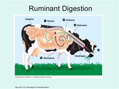 Intro To Ruminant Digestion