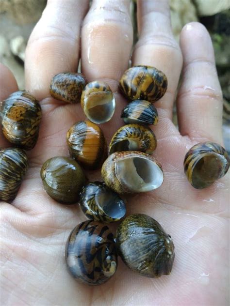 Tại Sao ốc Nerita Chết Cách Chăm Sóc ốc Nerita đúng Cách Aquarium Library