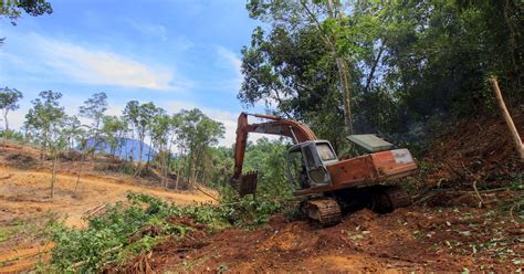 Effect Van Ontbossing Op Klimaatverandering Groter Dan Gedacht Milieu Hln Be