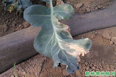 花椰菜黑腐病如何防治耕种帮种植网