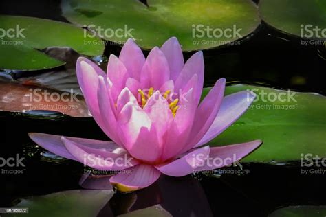 분홍색 수련 Marliacea 아 또는 녹색의 배경으로 연못에 섬세 한 꽃잎을 가진 로터스 꽃 나뭇잎 0명에 대한 스톡 사진 및