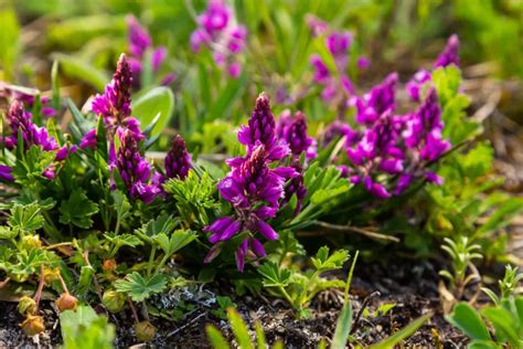 Difference Between Perennial And Herbaceous Plants Plants And Garden Tips