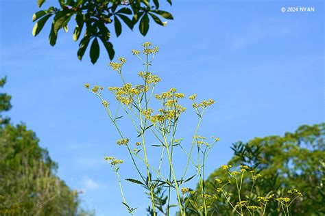 オミナエシ（女郎花、オミナエシ科） Patrinia Scabiosifolia 四季の山野草＠（花の写真館）