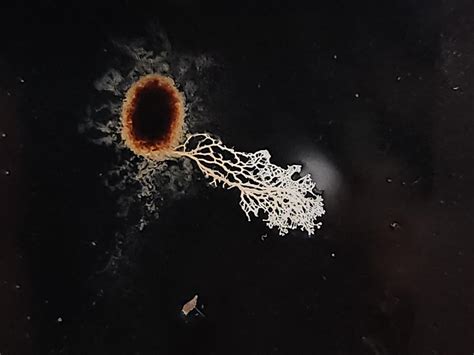 Organic Branching Structure Scrolller