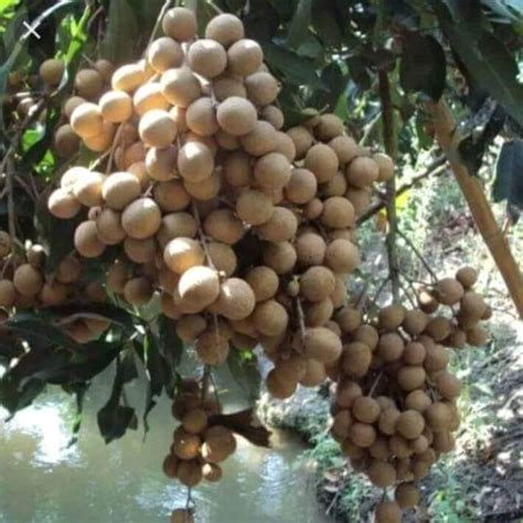 Pokok Longan Lada Hybrid Shopee Malaysia