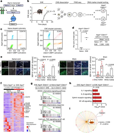 Find Seq Analysis Of Xbp1 Driven Astrocytes A Schematic Showing The