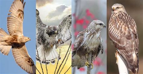 Sky Dancer The Migratory Tales Of The Rough Legged Buzzard The Worlds Rarest Birds