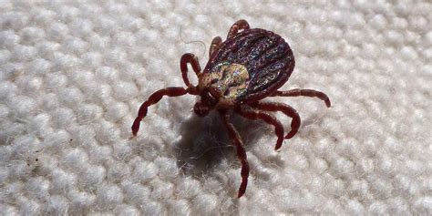 Ticks Use Static Electricity To Latch Onto Hosts A Clever Trick