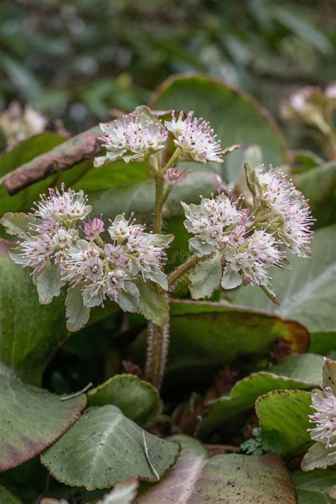 Chinese Golden Saxifrage Chrysosplenium Macrophyllum Clusters Of Pinkish White Flowers Stock
