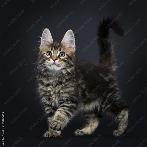 Brown Mackerel Tabby Maine Coon