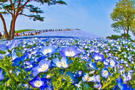 Flores Azules Imagenes Imagui