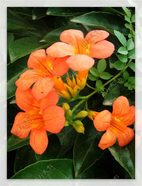 凌霄花图片素材 编号15426623 图行天下