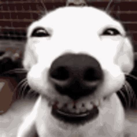 Smile Dog  Smile Dog Cute Discover And Share S