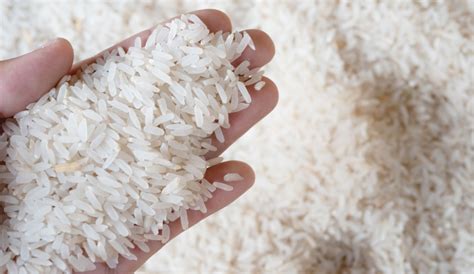 Diario Hoy Precio Mundial Del Arroz Alcanza Su Nivel Más Alto En 15
