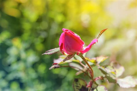 흐릿한 배경과 아름 다운 핑크 장미입니다 햇빛 자연에 장미 꽃 계절에 대한 스톡 사진 및 기타 이미지 계절 꽃 나무 꽃 식물 Istock