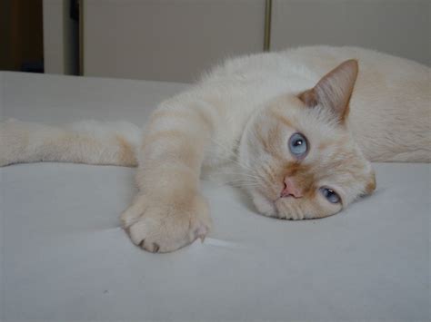 Flame Point Siamese 9 Interesting Facts About This Fiery Cat Artofit