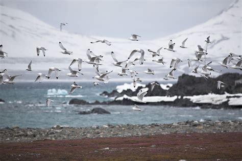 Where Does The Arctic Tern Migrate To