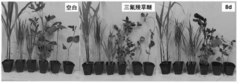 取代3 吡啶 2 基苯氨基衍生物、其制备方法及应用2