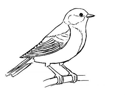 Dibujos Para Colorear Pajaro Carbonero02 Раскраски Птицы Шаблоны птиц