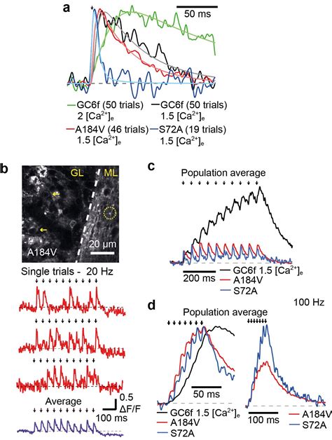 David Digregorio Synaptic Basis Of Multisensory Information Processing In The Cerebellar