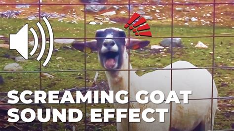 Screaming Goat Sound Effect Mp3 Download