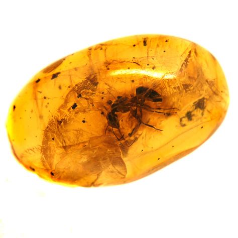 Amber With Insect The Fossil Cartel