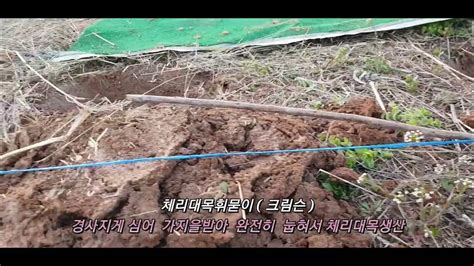 체리대목생산방법 매년 생산가능 Youtube