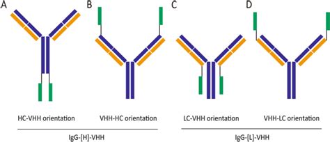 Development Of A Bispecific Antibody Targeting Pd L1 And Tigit With